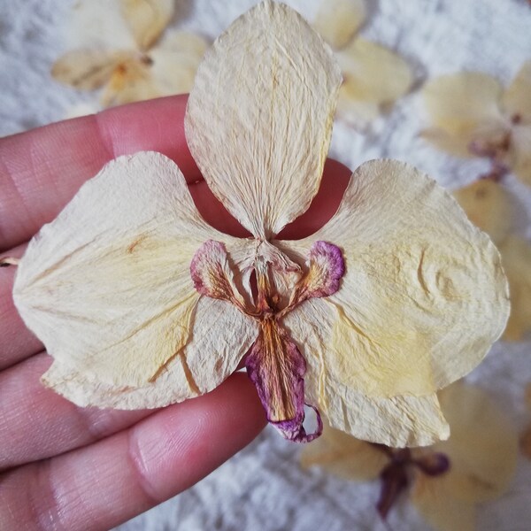Pressed Orchid Art - Etsy