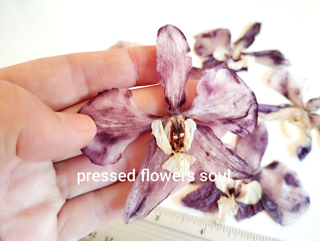 Air Dried Pressed Purple Orchids, Preserved Orchids, Flatened Orchid - Etsy