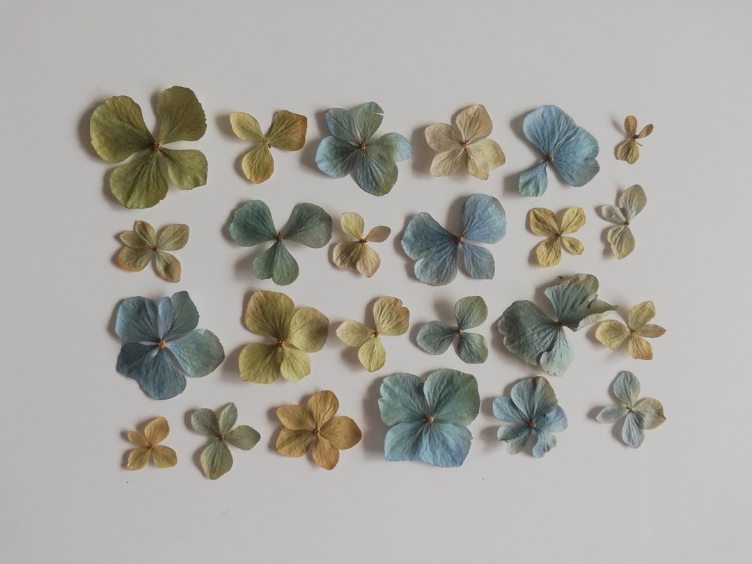 Set of 25pcs Dried Hydrangeas / Natural Preserved Hortensias ...