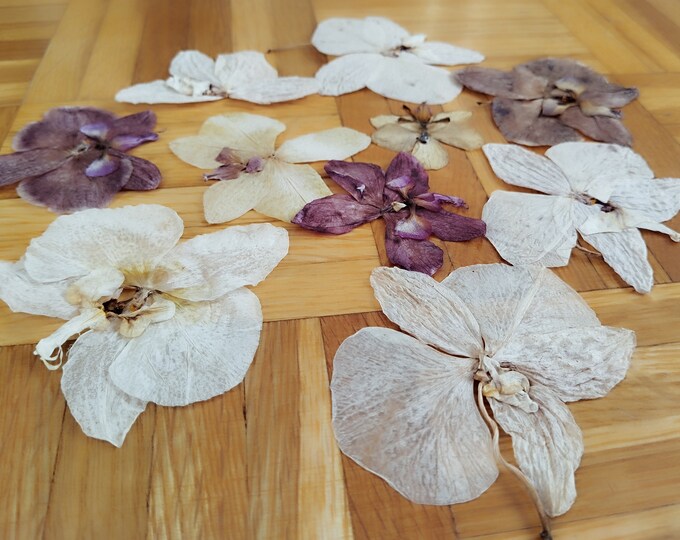 10 Pcs Natural Dried Orchids, Air Dried Pressed Orchids, Flatened ...