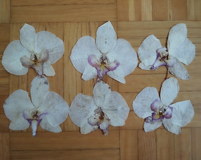 Pressed Orchid Flowers | Phalaenopsis Dried Flowers | Dried Orchid ...