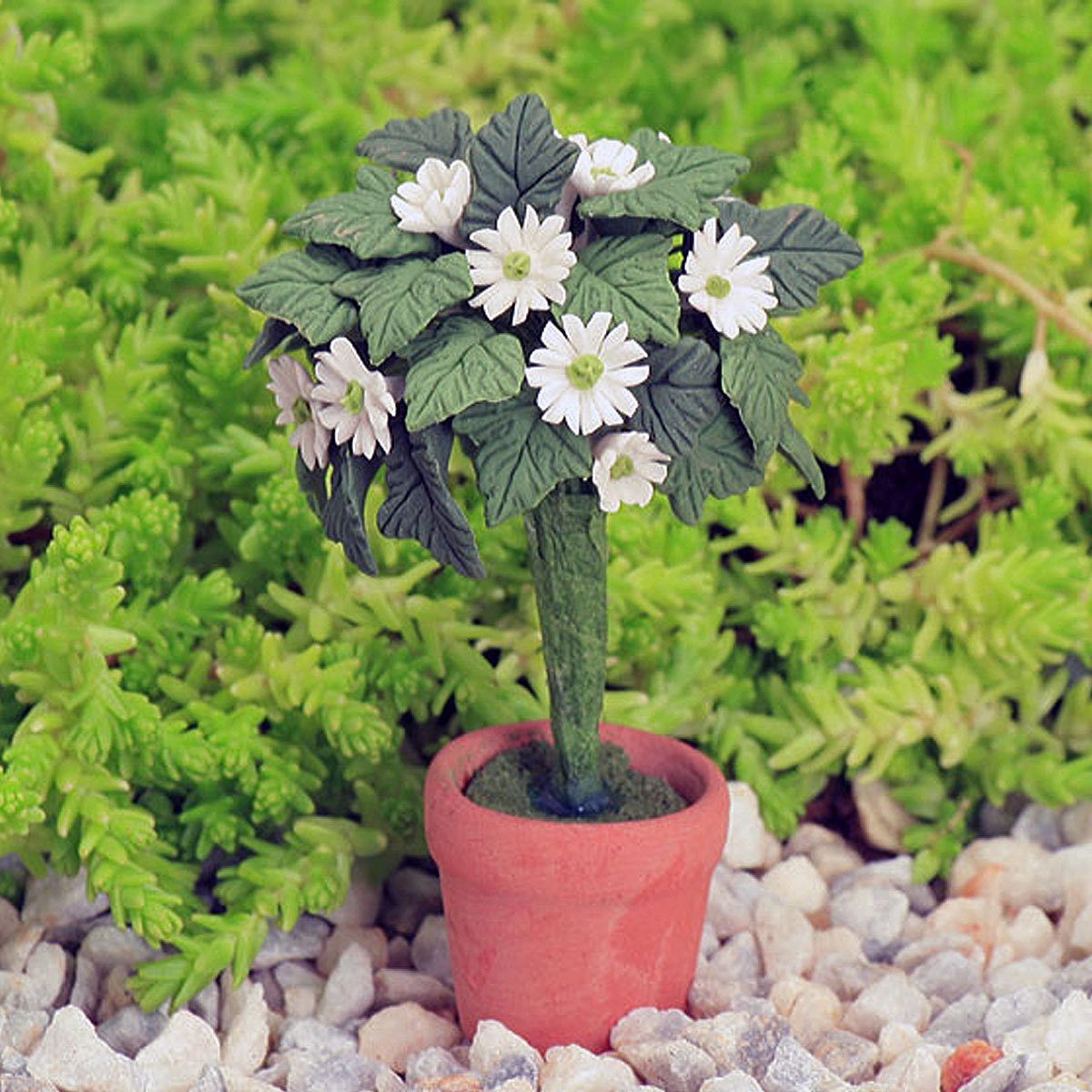 White Daisy Flower in Terracotta Pot, Miniature Daisy Plant, Fairy ...