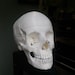 3D Printed Lifesize Human Skull Halloween Decor - Etsy