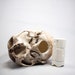 Life Sized Human Skull With Secret Compartment With Keyed Maze, Gothic ...