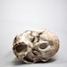 Life Sized Human Skull With Secret Compartment With Keyed Maze, Gothic ...