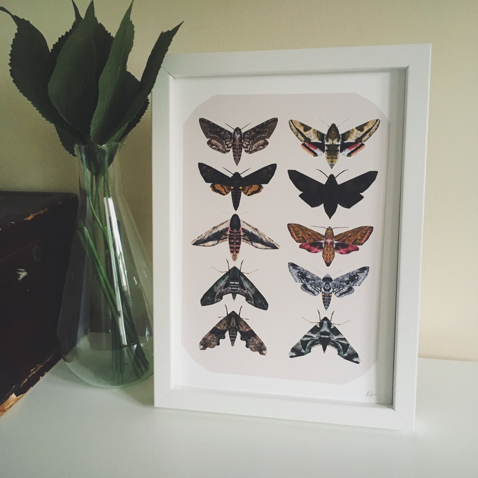 Sphingidae Hawk Moths Moth Illustration Moth Print | Etsy UK