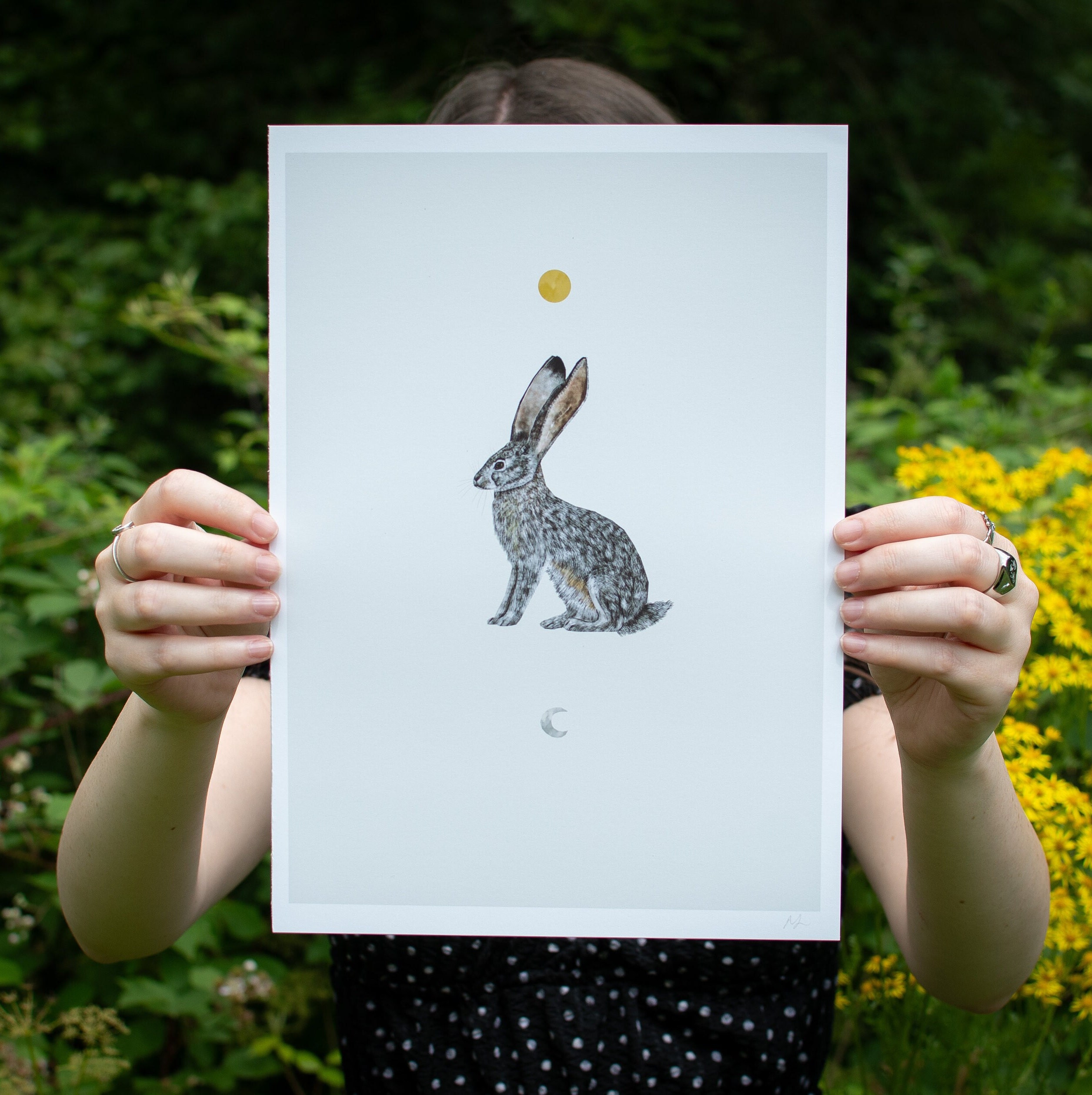 Jack Rabbit Illustration