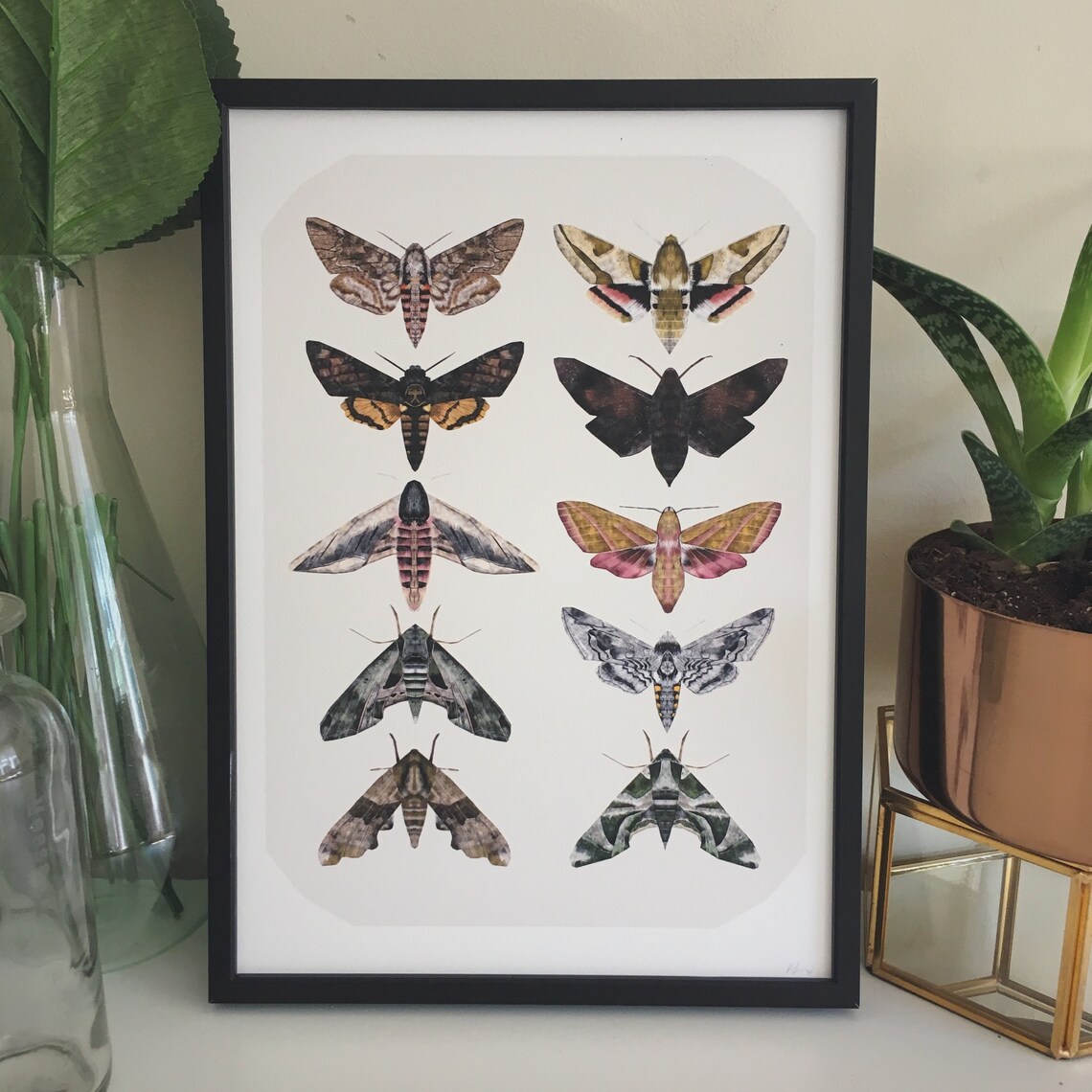 Sphingidae Hawk Moths Moth Illustration Moth Print - Etsy UK