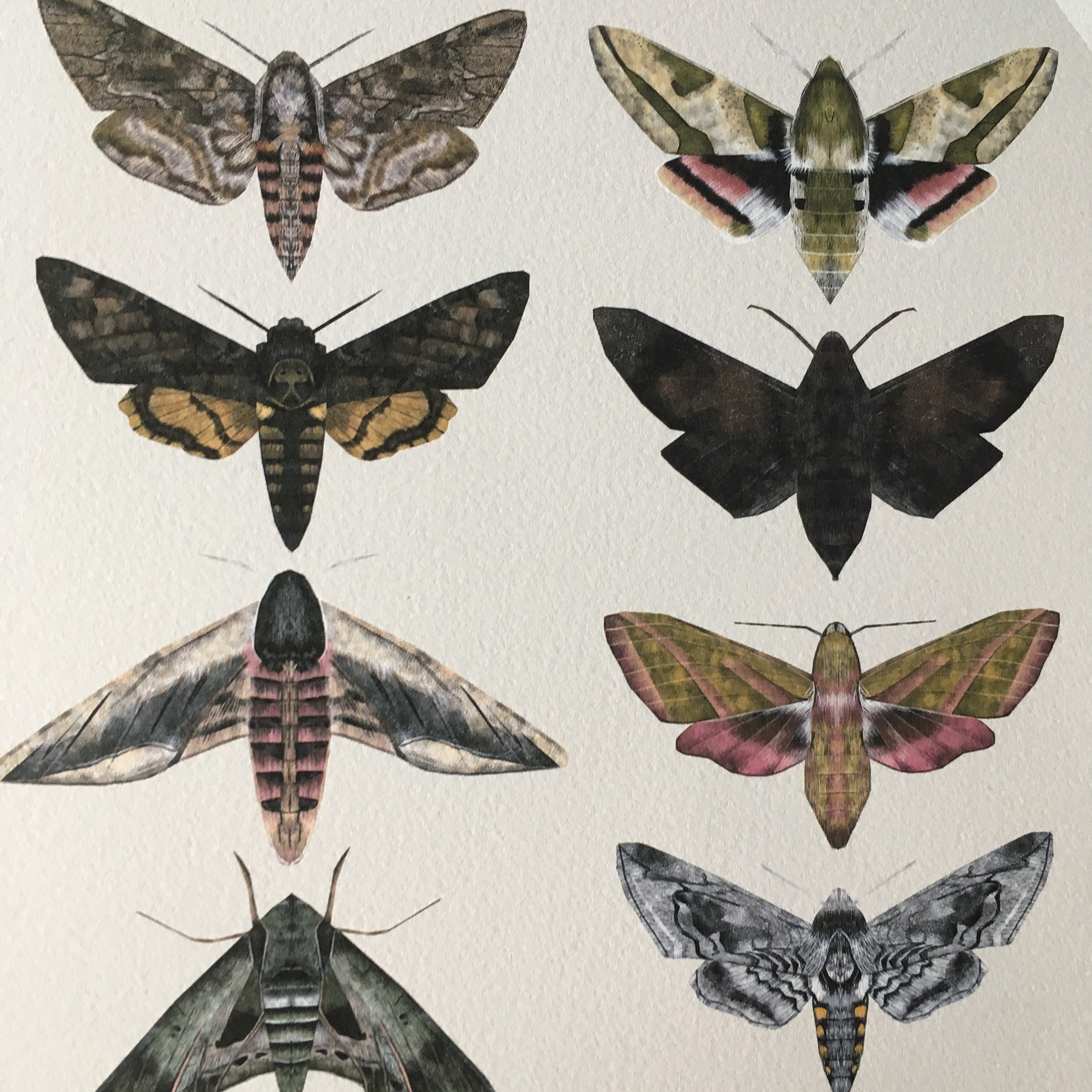 Sphingidae Hawk Moths Moth Illustration Moth Print | Etsy UK
