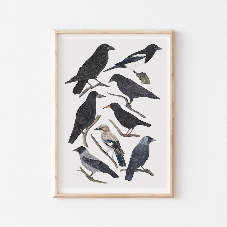 Types of Corvids Crow Art Print, British Wildlife, Bird Illustration ...