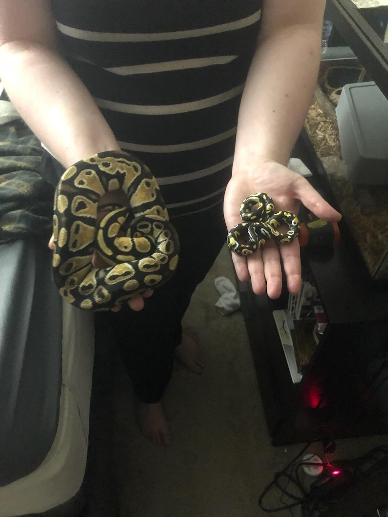 Personalized Snake Friend - Etsy