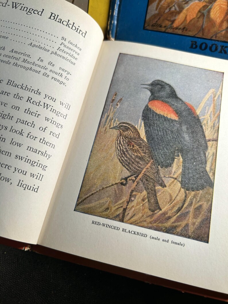Vintage BIRDS Book Set Volumes I, II, & III Ornithology Collectibles - Etsy
