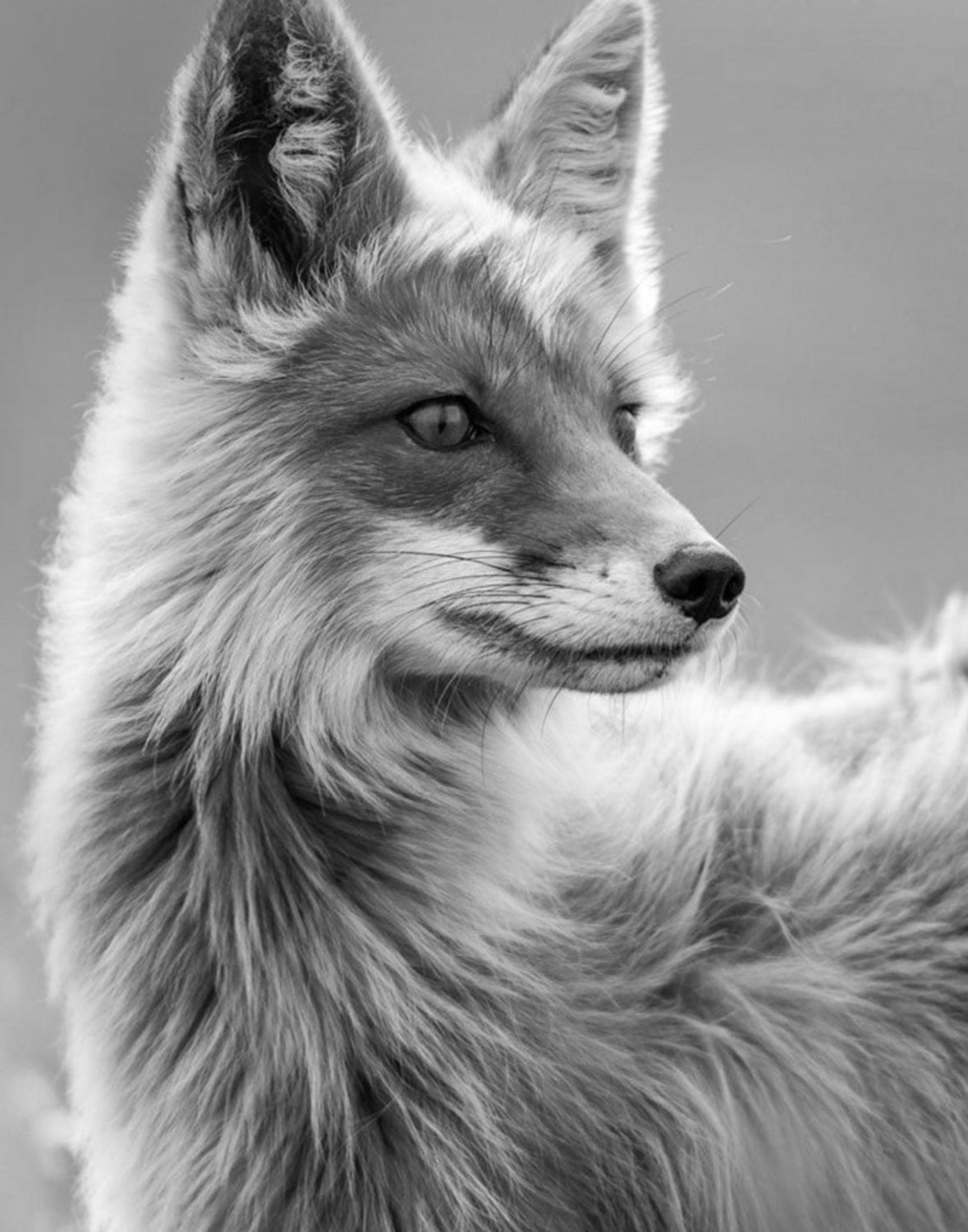 Fox Black And White Photography