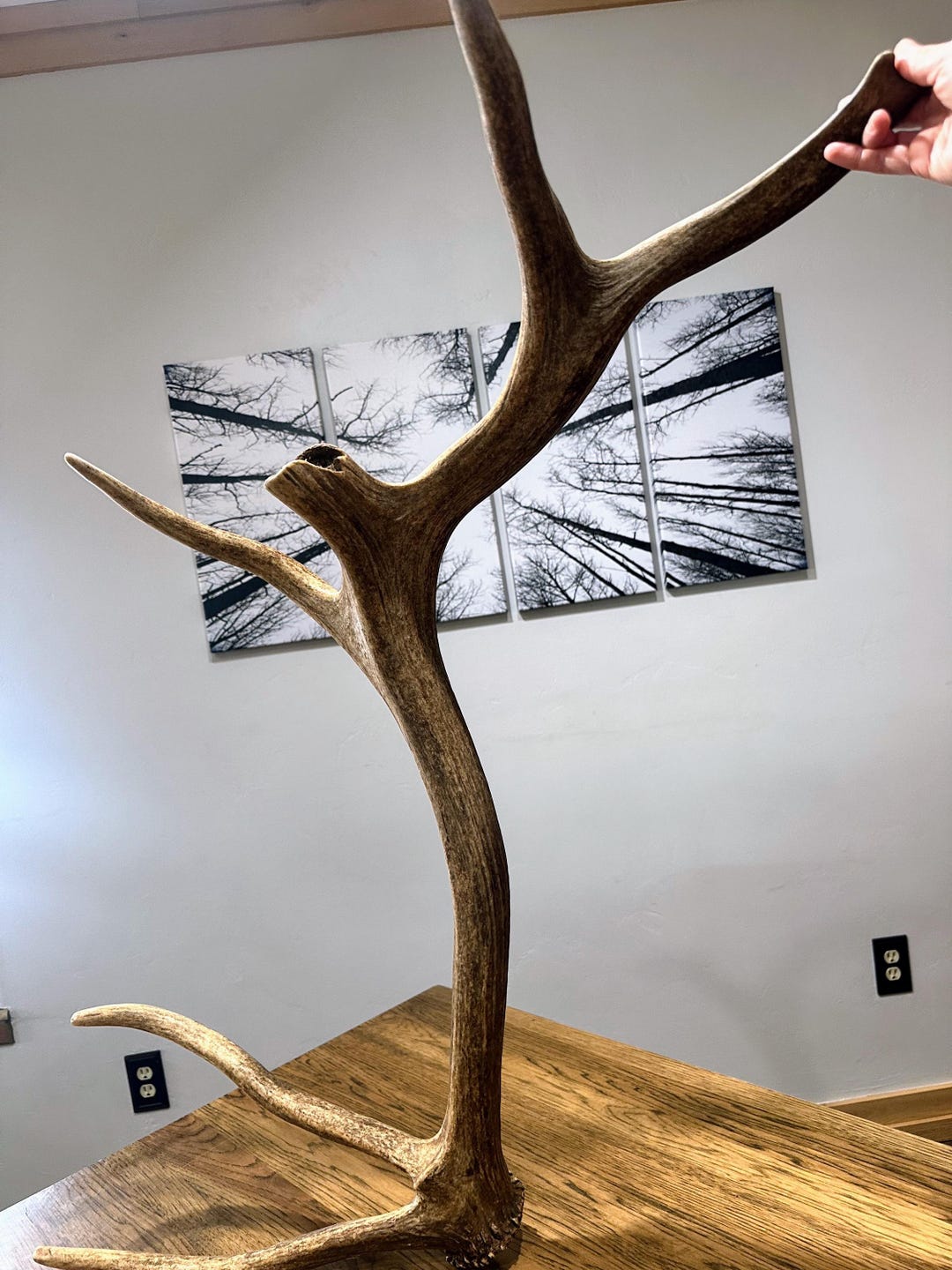 44" Natural Elk Antler 5pt: Deep Color, Rustic Decor, Dog Training - Etsy