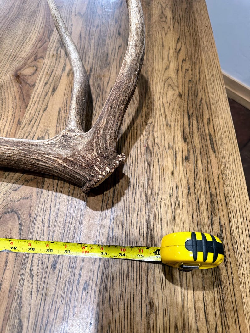 35" Natural Elk Antler: Rustic Home Decor, Dog Training Chew - Etsy