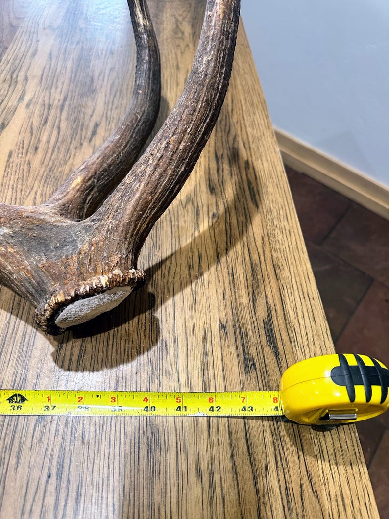 43" Natural Elk Antler 5pt, Rustic Cabin Decor (discounted) - Etsy
