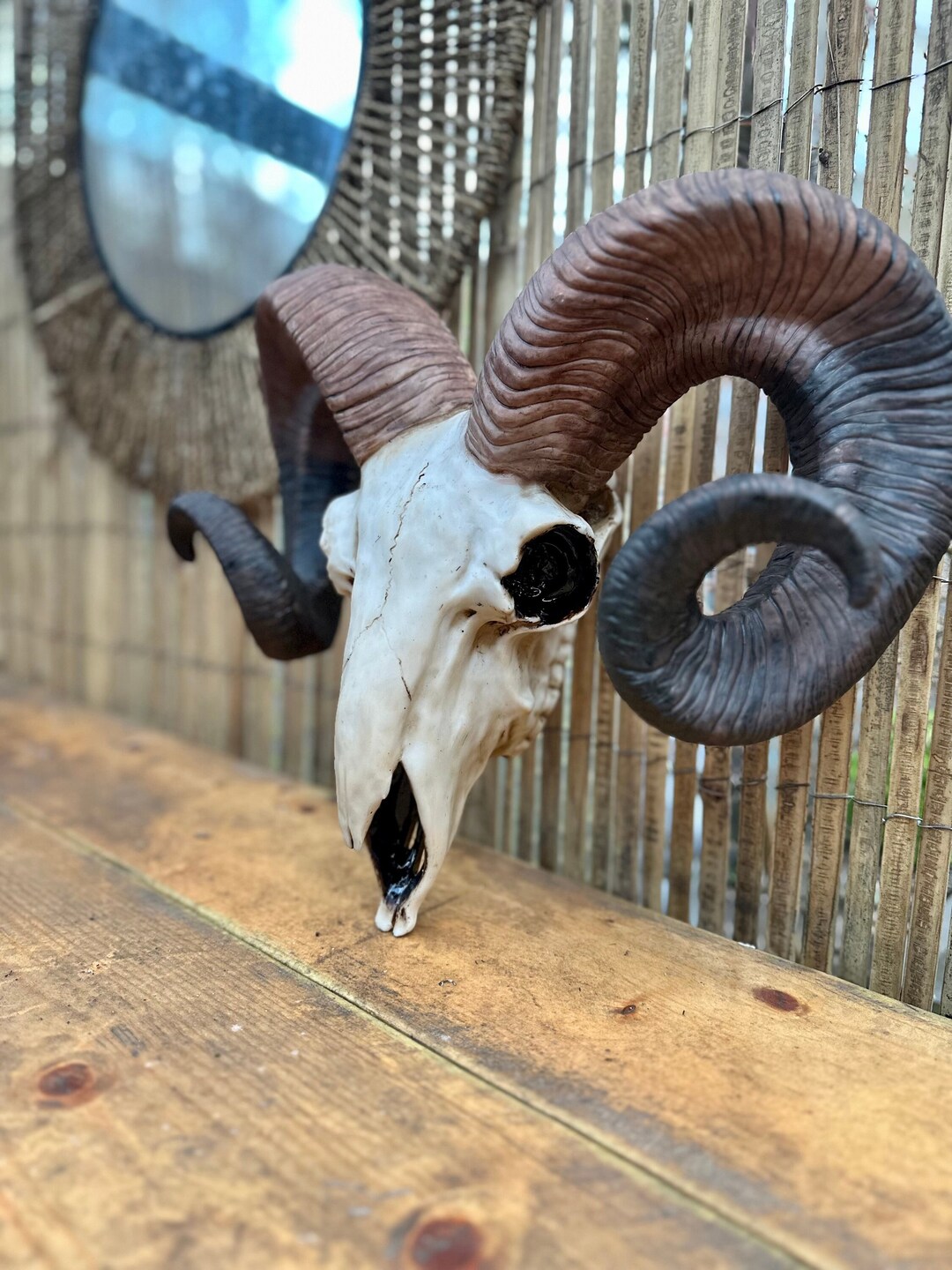 Fab 'natural' Ram Wall Skull Ram Head Wall Mount - Etsy UK