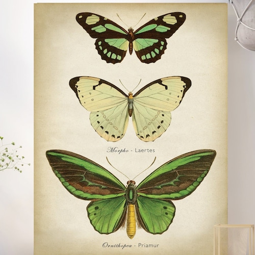 Butterfly Poster Butterfly Print Butterflies Wall Decor - Etsy