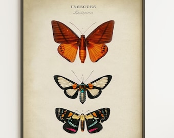 Original Vintage 1961 Flying Red Beetle Insect Print Insectes - Etsy