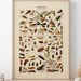 INSECT Poster, Insects Chart Print, INSECTES, Flies, Beetles, Dragon ...