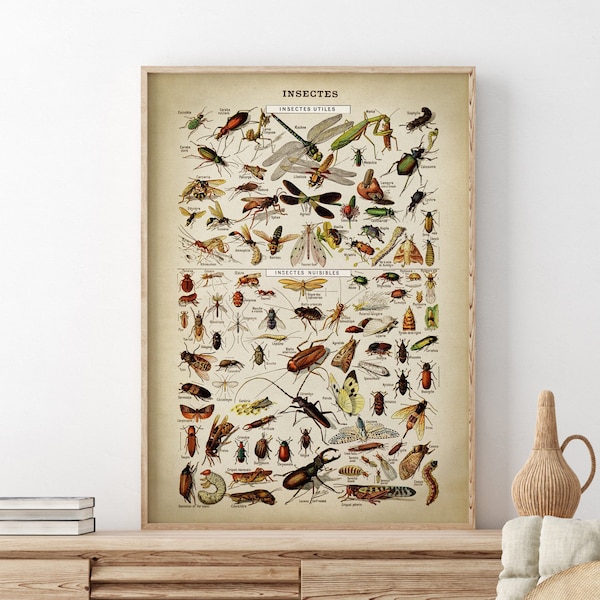 Insect Chart - Etsy