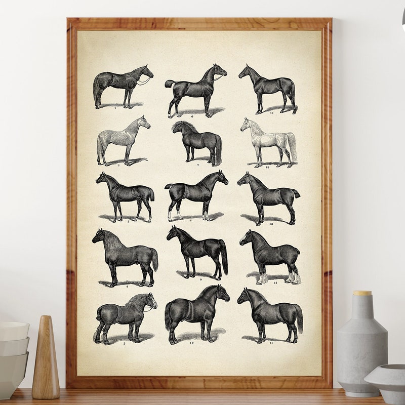 Horse Breed Chart - Etsy