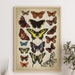 Butterfly Poster Butterfly Print Butterflies Wall Decor - Etsy