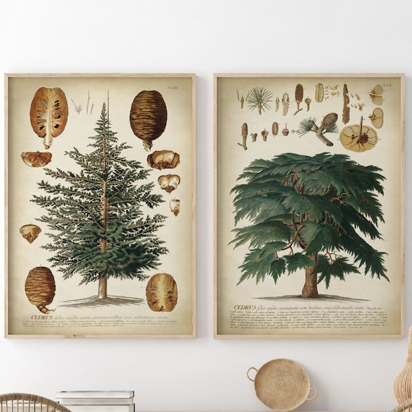 Cedar Tree Wall Art - Etsy