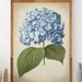 Blue Hydrangea Art Print, Hydrangea Poster, Hydrangea Print, Rustic ...