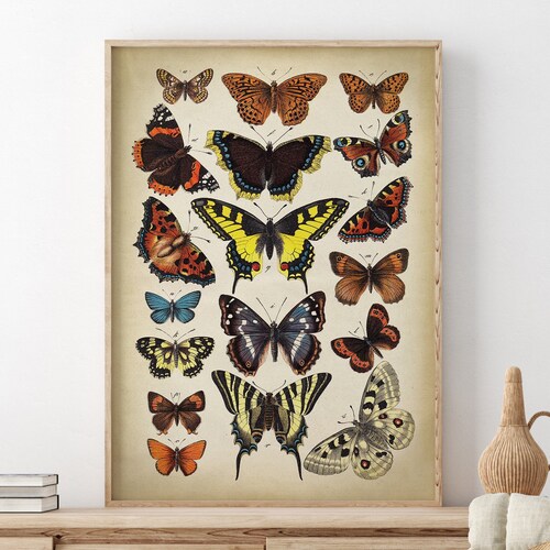 Butterfly Poster Butterfly Print Butterflies Wall Decor - Etsy