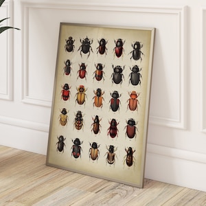 Beetles Insects Poster, Beetle Species Decorative Scientific Chart ...