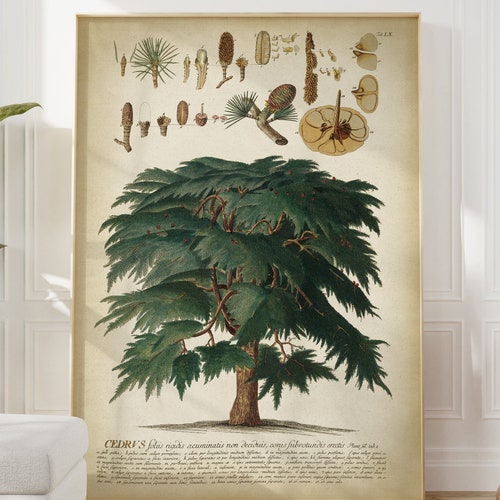 Botanical Print Green Tree Poster Cedar Chart Study Poster - Etsy