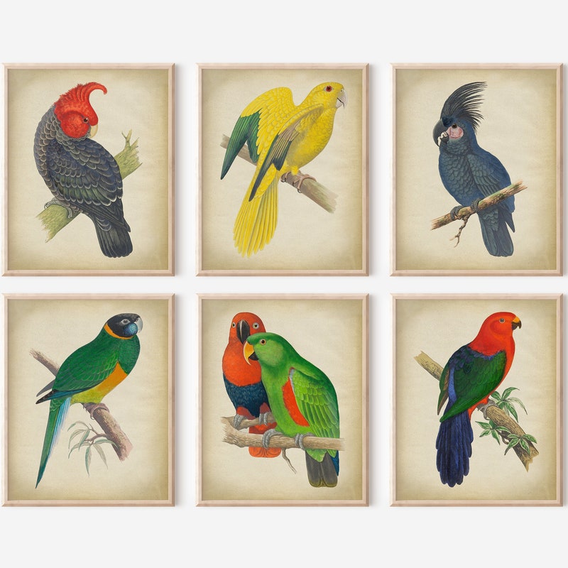 Parrot Poster - Etsy