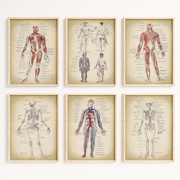 Vintage Anatomy - Etsy