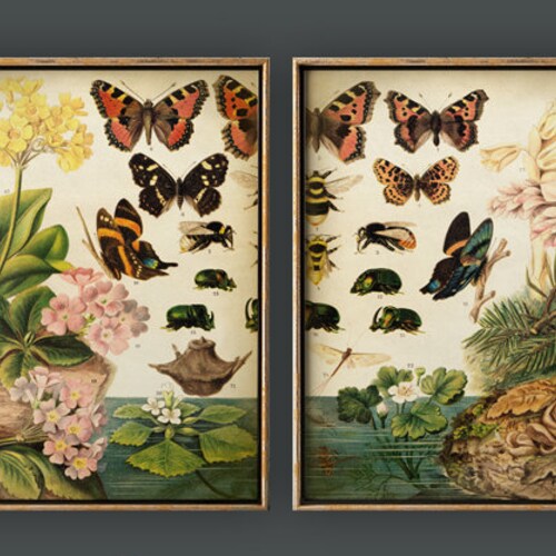 INSECT PRINT SET of 2 Insect Poster Butterfly Set Fly - Etsy
