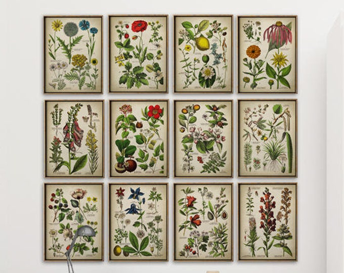 Botanical Print SET of 12 Art Prints Medicinal Plants - Etsy