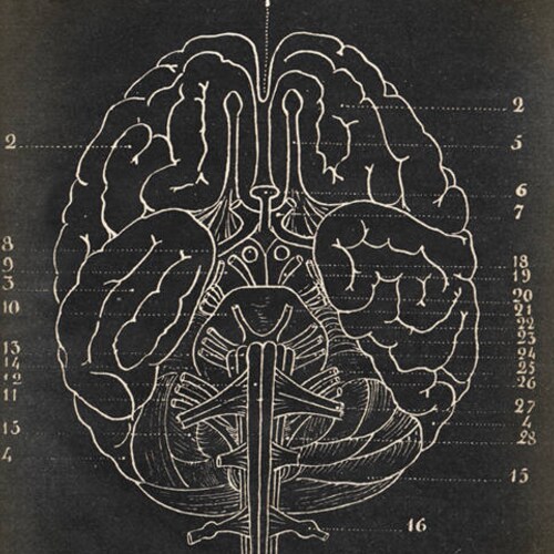 Brain Anatomy POSTER Brain Chart Scientific Illustration - Etsy