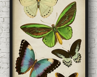 Butterfly Art Print, Vintage Larousse Book Plate, Entomology ...
