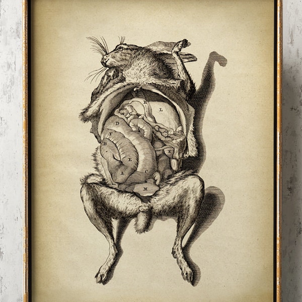 Rabbit Anatomy Poster - Etsy