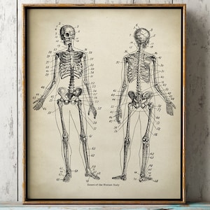 Human Anatomy Print, Skeleton Poster, Bones, Medical Wall Art, Doctor ...