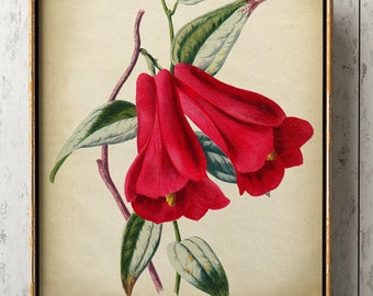 Anemone Stellata Flower Art Print Botanical Art Print Flower - Etsy