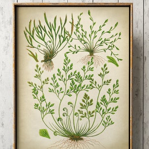 Fern Moss Poster, Fern Print, Moss Print, Fern Art, Botanical Art ...