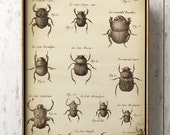 Large Beetle Poster Beetle Poster A3 Beetle Wall Decor | Etsy