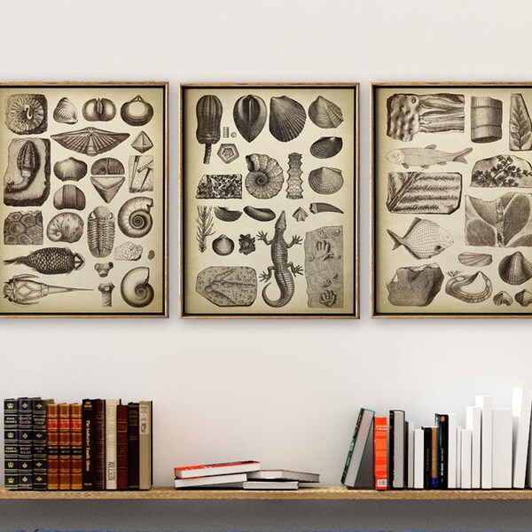 Fossils Print - Etsy