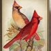 BIRD PRINT, Amazing Virginian Cardinal Birds Poster, Songbirds Picture ...