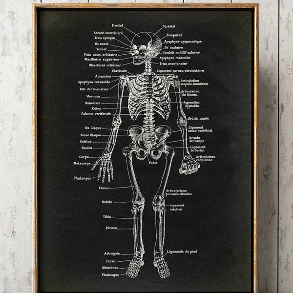 Skeleton Anatomy Prints - Etsy