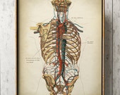 ANATOMY PRINT Rib Print Anatomical Drawing Anatomy Poster - Etsy