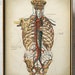 ANATOMY PRINT, Rib Print, Anatomical Drawing, Anatomy Poster ...