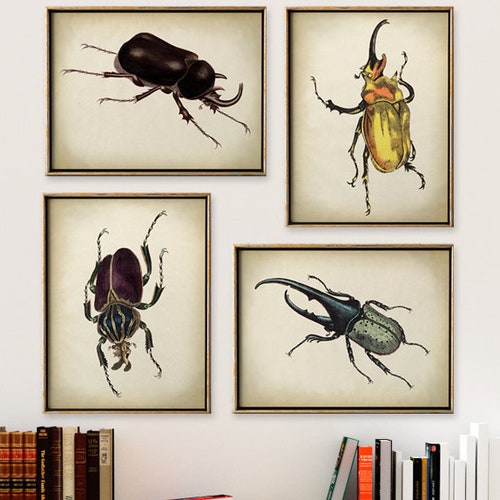 Vintage Beetle Insect Print - Etsy