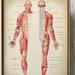 HUMAN ANATOMY Poster, Muscular System Poster, Anatomical Scientific ...